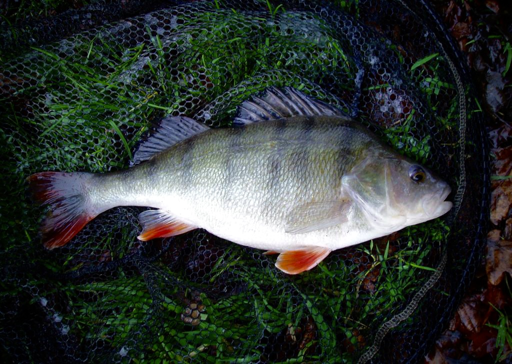 Carl Hier's Spikes & Stripes — The Piscatorial Raconteurs & Friends