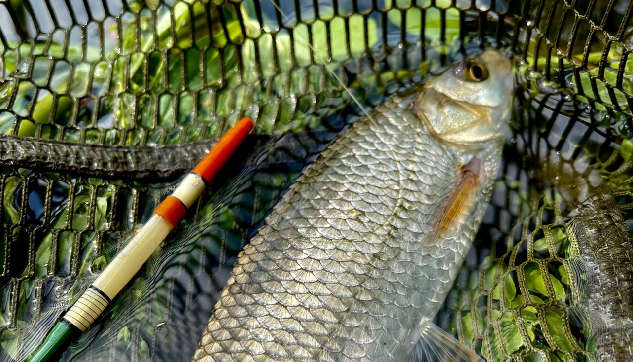 Pallenpool - Conjouring Chalk River Magic — The Piscatorial Raconteurs ...