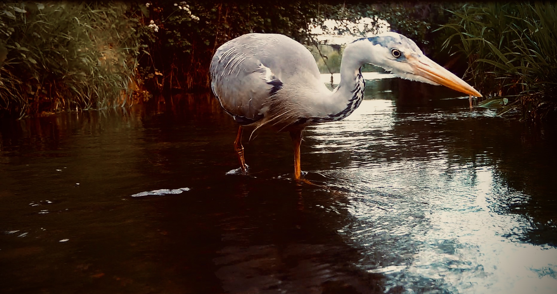 The Night Heron — The Piscatorial Raconteurs & Friends
