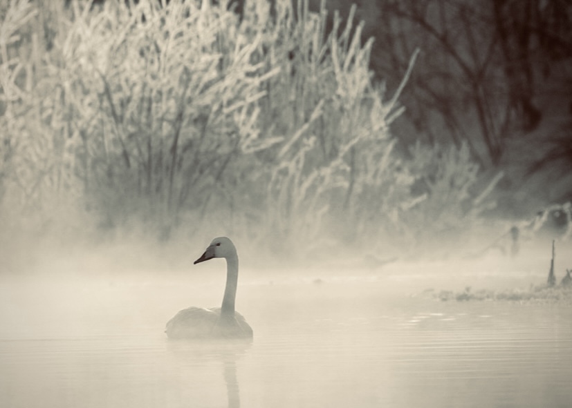 A Christmas Tale - David Craine Tells A Seasonal Yarn — The Piscatorial ...