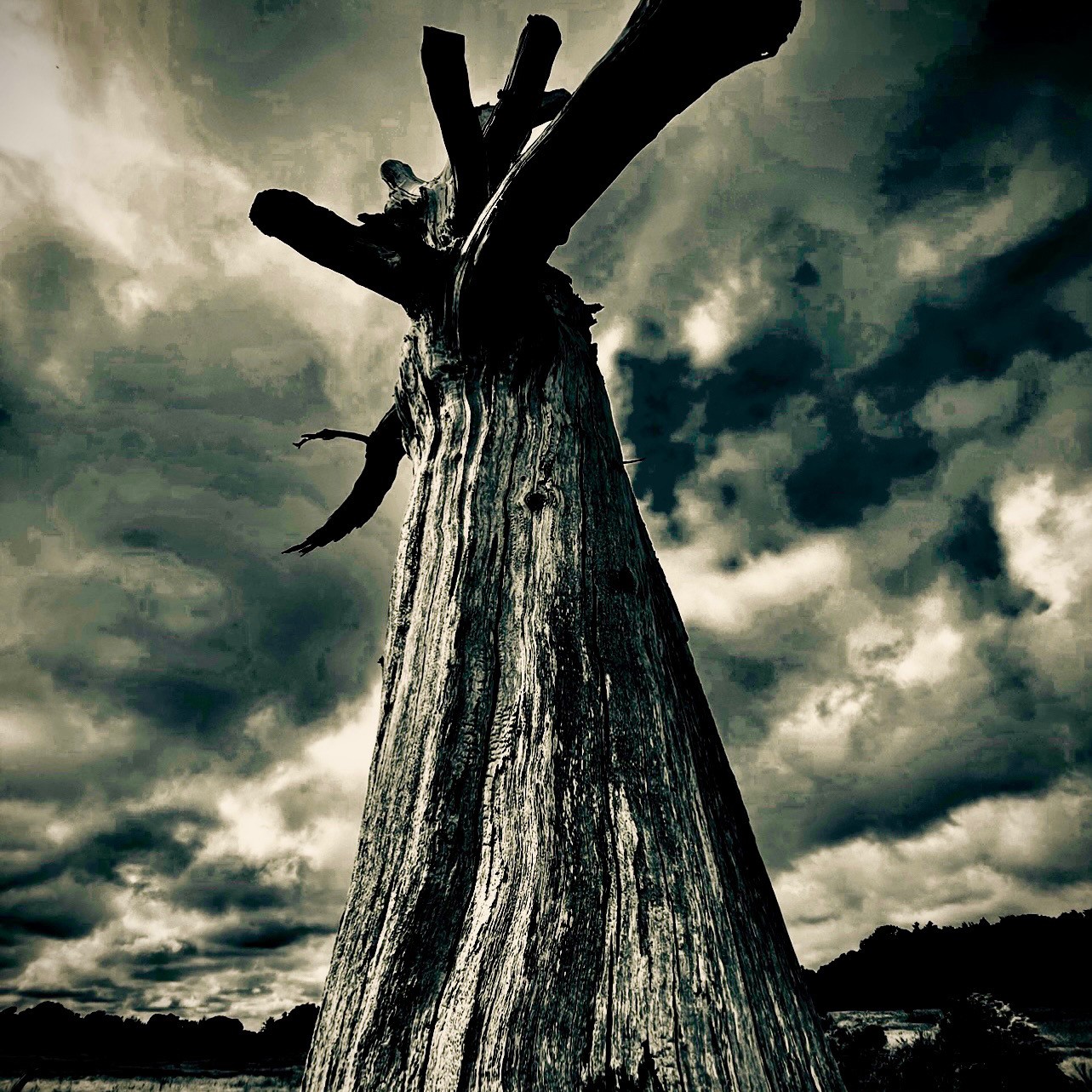 Pallenpool's - The Tree Of Ages — The Piscatorial Raconteurs & Friends