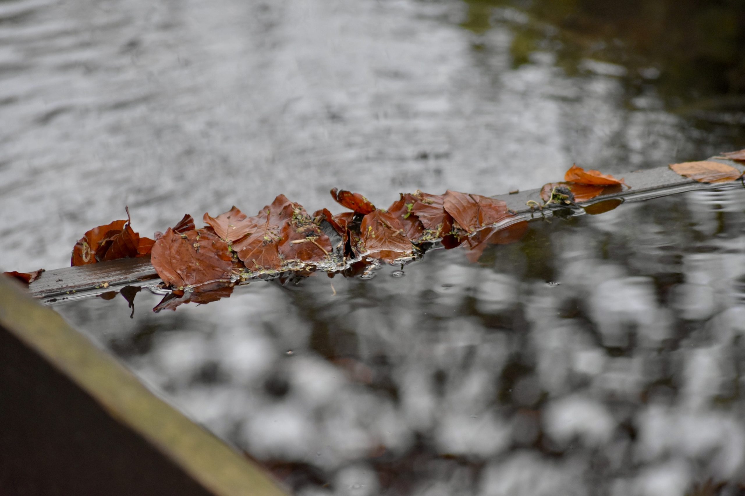 David Chalcraft - Hops, haws and hips (and a-h’angling); a reflection ...